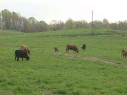Stoltzfus Family Farms on EquineNow