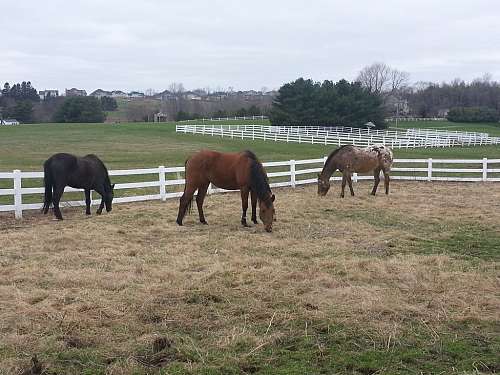 Cloverleaf Stables LLC on EquineNow