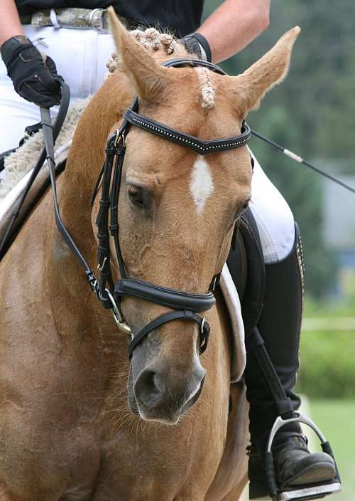 Classical Equine on EquineNow