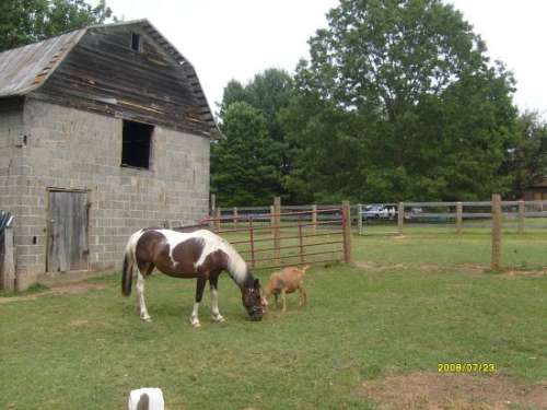 Hooves, Paws, and Claws Ranch on EquineNow