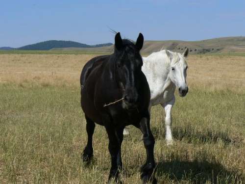 Percheron Team on EquineNow