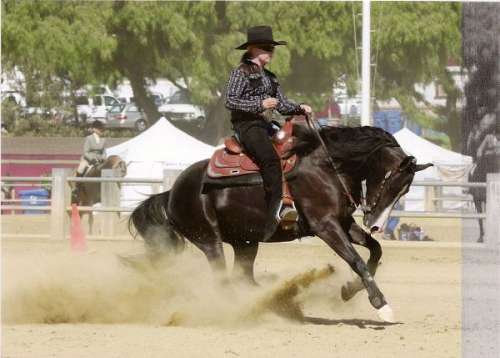 Legendary Performance Horses on EquineNow