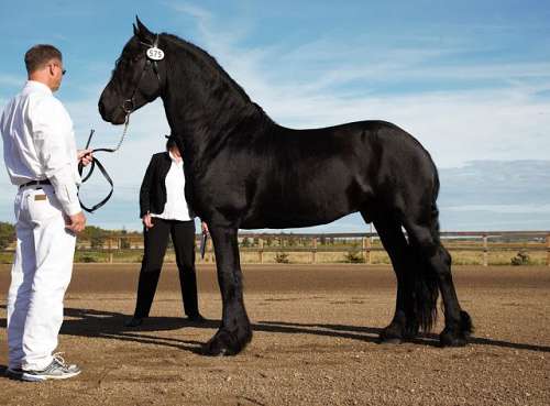 Baroque Friesian Ranch on EquineNow