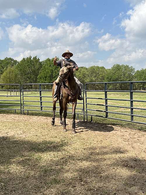 Solis Farm on EquineNow