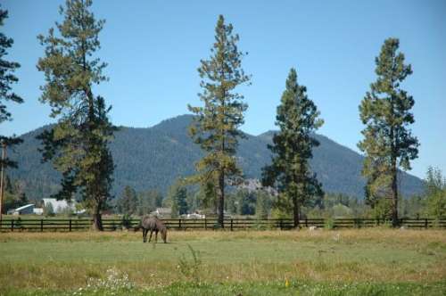 Red Feather Ranch Icelandics on EquineNow
