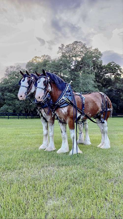 Big Horse Ranch on EquineNow