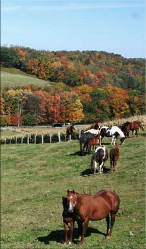 Stone Hollow Farm on EquineNow