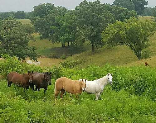 Lazy Creek Ranch on EquineNow