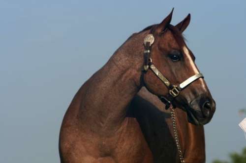 Gold Buckle Barrel Horses.com on EquineNow