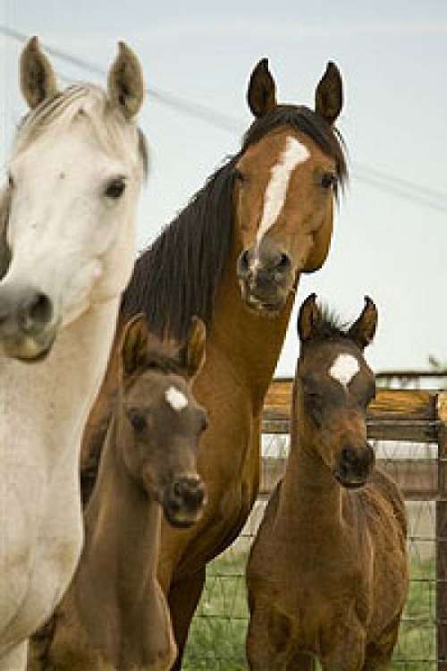 Kenlyn Arabian Stables on EquineNow