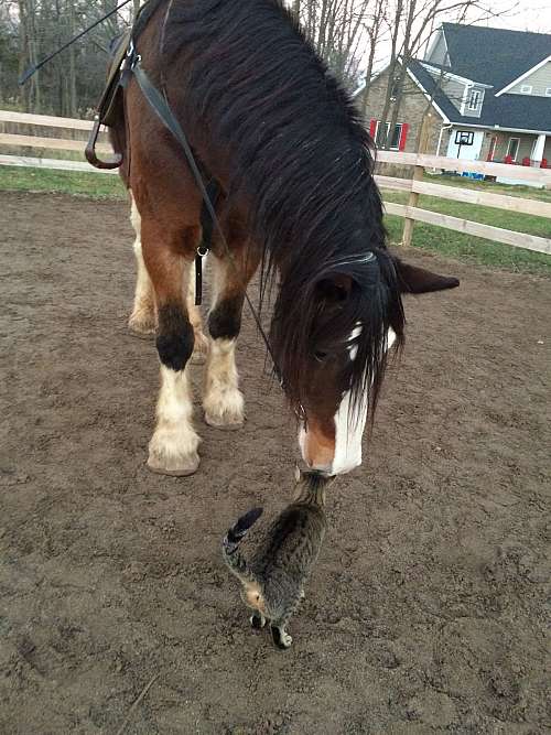 Sunset Stables on EquineNow
