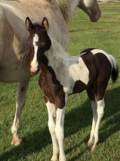 AUTUMN ACRES on EquineNow