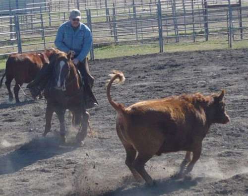 Rocking Bar H Farms on EquineNow