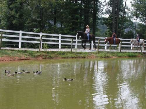 sunburst stables on EquineNow