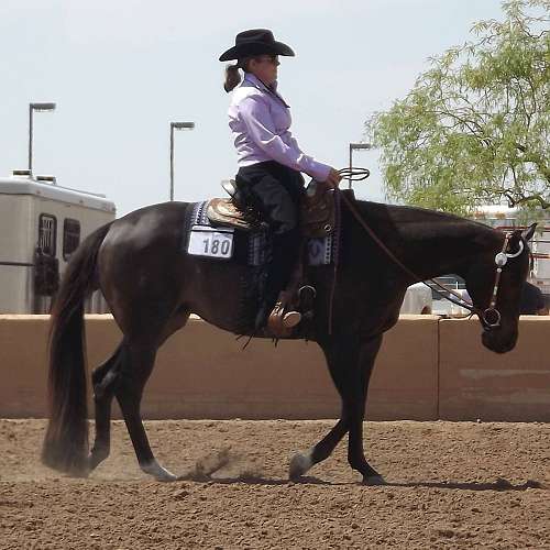 Celebrity Ranch on EquineNow