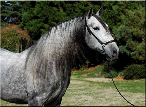 Andalusians Lusitanos on EquineNow
