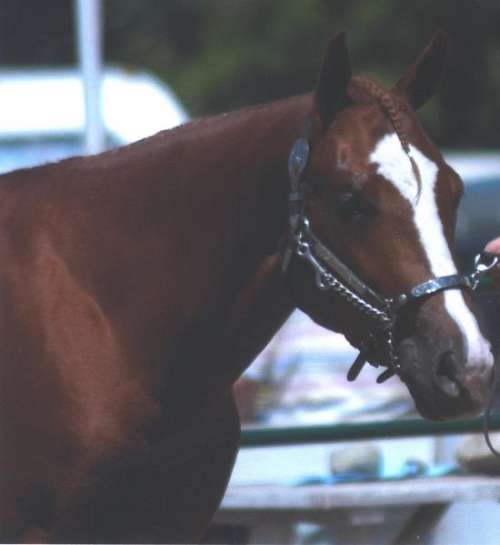 Blue Chip Farm on EquineNow