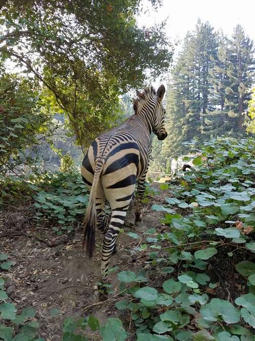 Kangani Ecological Equine Preserve on EquineNow