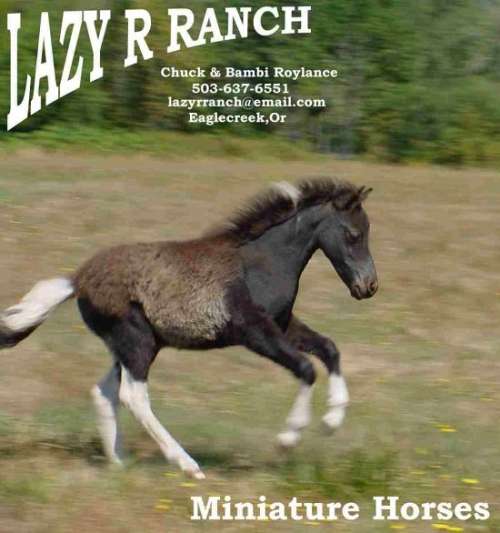 Lazy R Ranch Miniature Horses on EquineNow