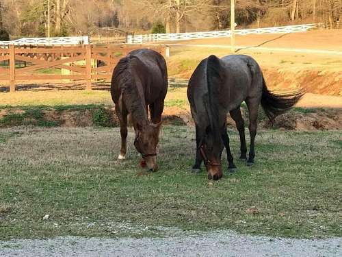 WiLLow Way Farms on EquineNow