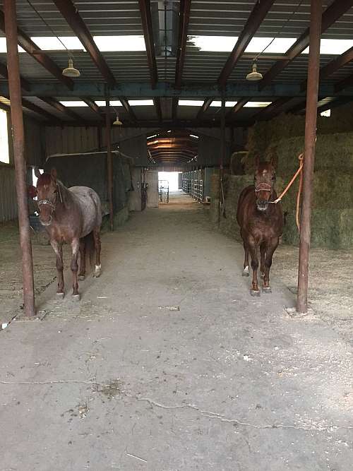 SS Performance Horses on EquineNow