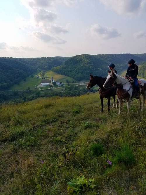 Outback Ranch Inc on EquineNow