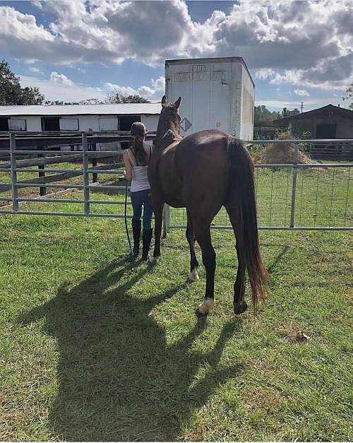 Carly Boler on EquineNow