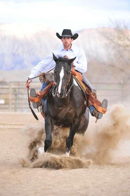 Epic Performance Horses on EquineNow