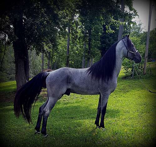 SHADOW RIDGE STABLES on EquineNow