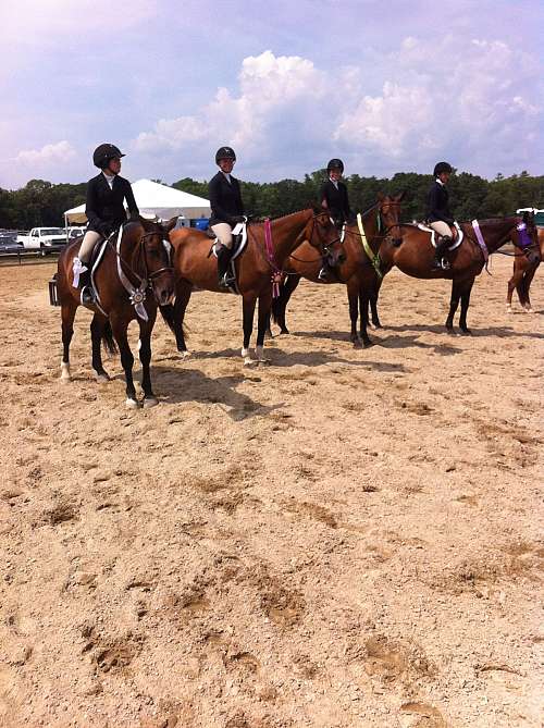 Saddle Rowe Farm on EquineNow