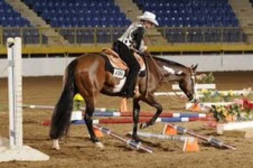 Russell Performance Horses on EquineNow