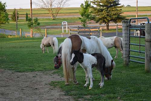The Li'l Country Store and Miniature Horse Farm on EquineNow