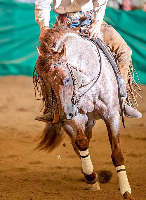 Outlaw Ranch on EquineNow