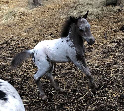 MR Falabella Miniature Horses on EquineNow