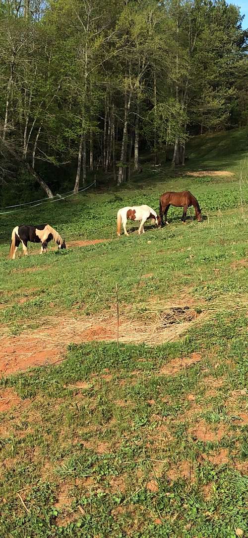 Frosted Farms on EquineNow