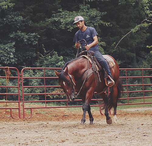 Double R Ranch Horses on EquineNow