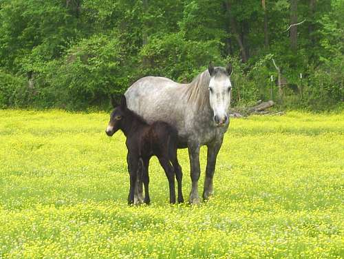 BURROWS FARM on EquineNow