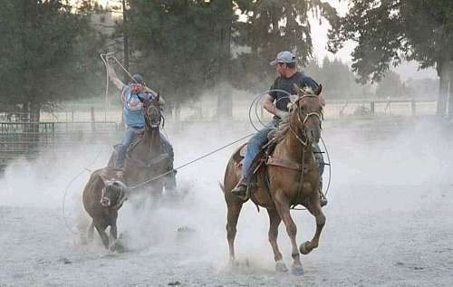4k Ranch Performance Horses on EquineNow