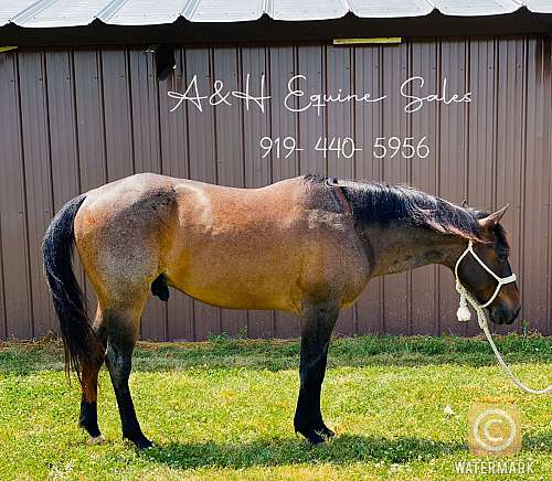 A&H Equine Sales on EquineNow