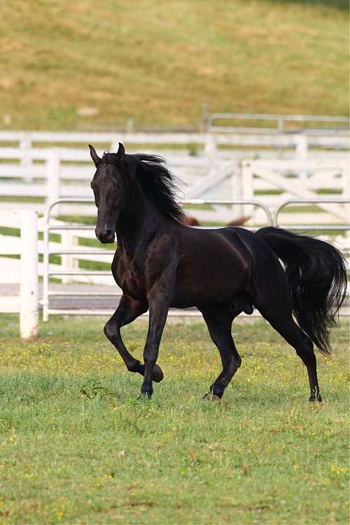 Blue Haven Farms on EquineNow