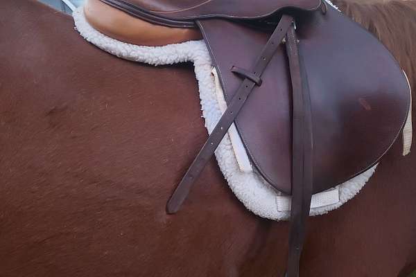 Collegiate saddle with everything