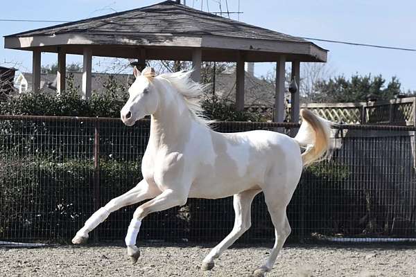 Registered Saddlebred Perlino Pinto "Outrageous"