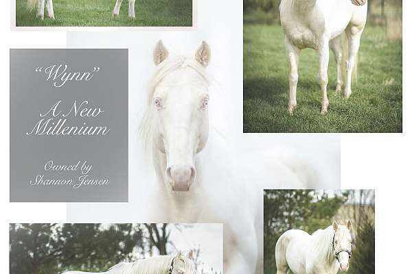 Cremello Tobiano - Color Producer!