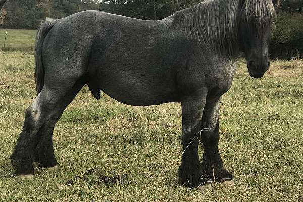Gorgeous Homozygous Blue &Roan Brabant Belgian Stallion!