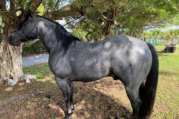 Blue Roan Stallion [ Not for Sale ] Only for Stud $500