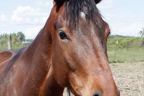 5 Y/O Dark Bay Gelding - Hunter, Jumper, Eventing or Dressage Prospect