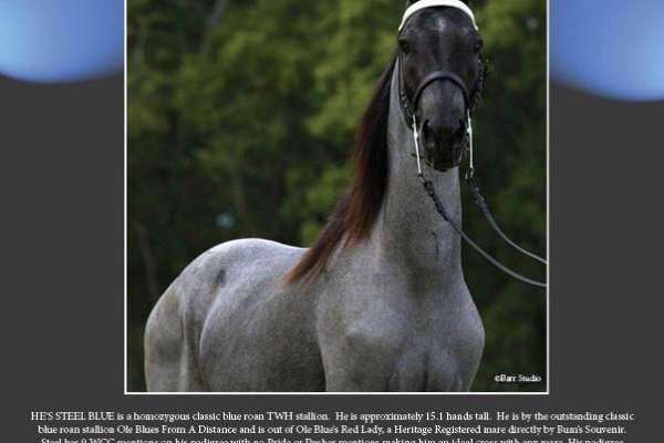 He's Steel Blue - TWH Homozygous Roan Blue Roan