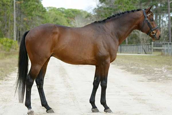 Proven Eventing Thoroughbred in Fl