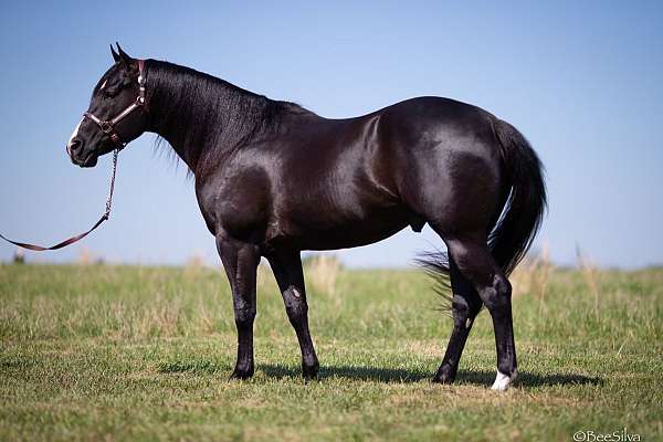 Famous and Shameless, 2016 Black Stallion, Dash Ta Fame X Shawne Bug