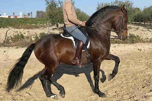 Bay PRE Horse Psg Level With Piaffe and Passage.